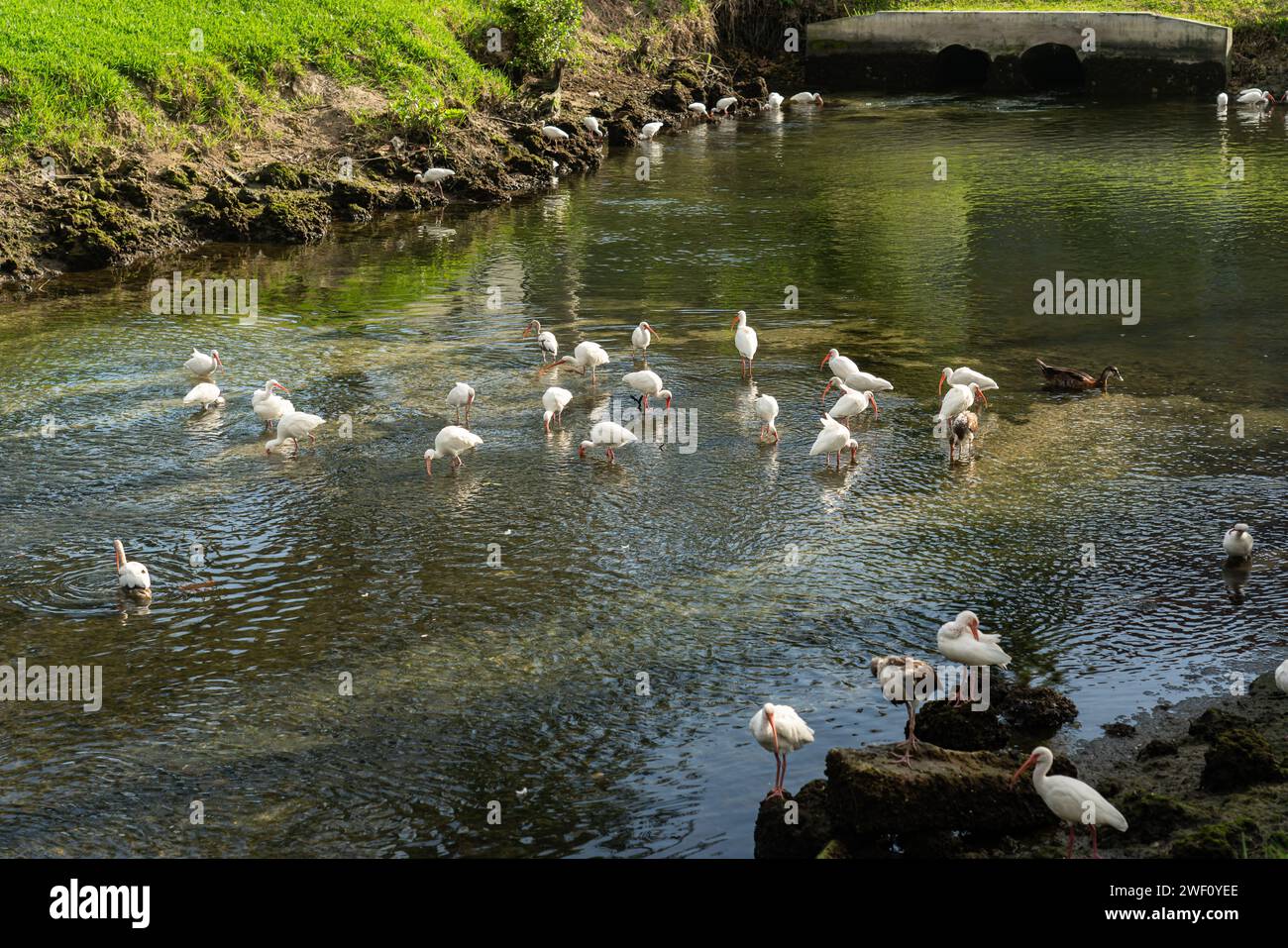 Park of Miami University in Miami, Florida: White American ibises. The ...