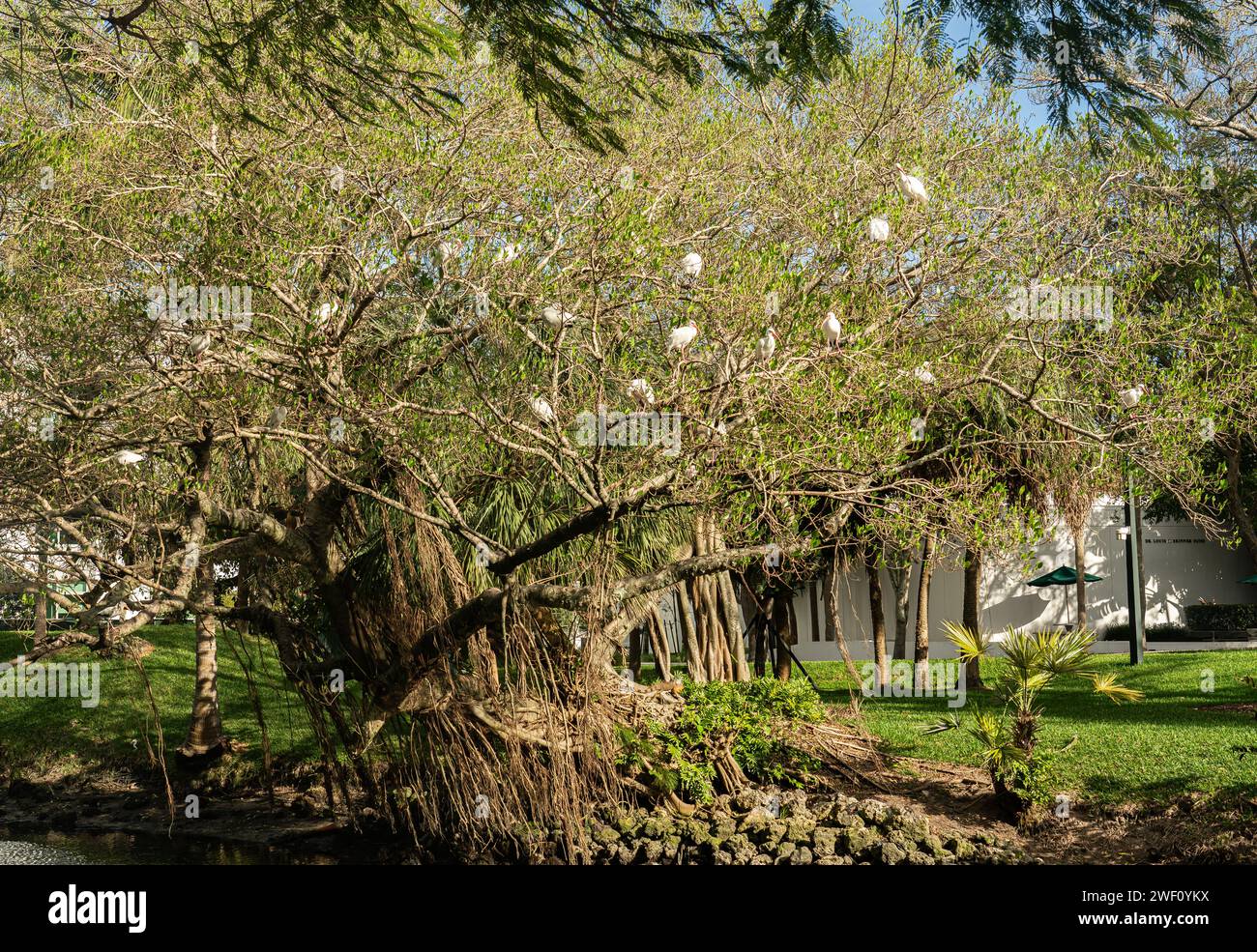 Park of Miami University in Miami, Florida: White American ibises. The ...