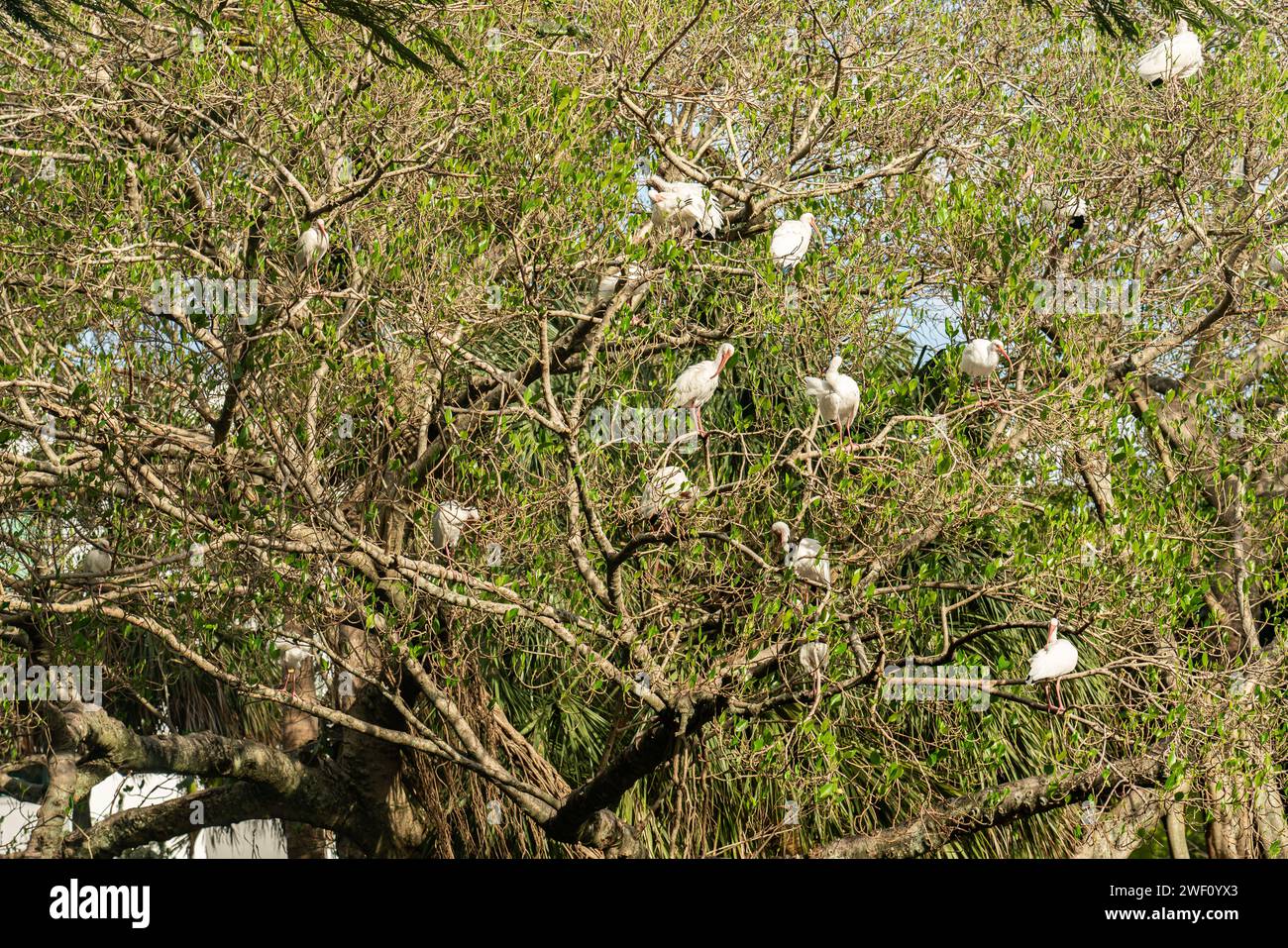 Park of Miami University in Miami, Florida: White American ibises. The ...