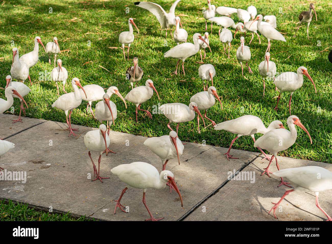 Park of Miami University in Miami, Florida: White American ibises. The ...