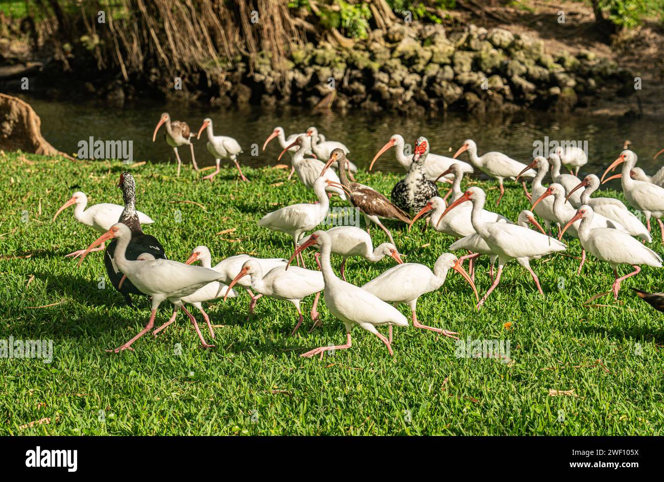 Park of Miami University in Miami, Florida: White American ibises. The ...