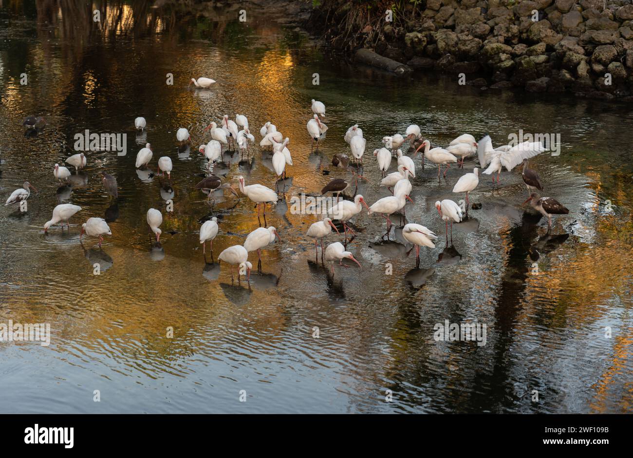 Park of Miami University in Miami, Florida: White American ibises. The ...