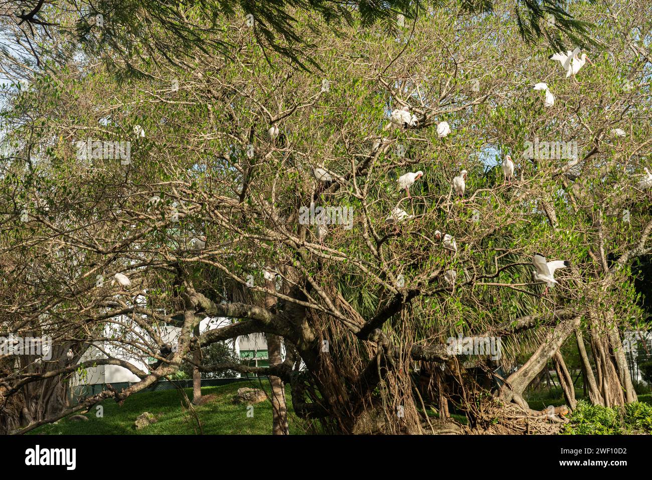 Park of Miami University in Miami, Florida: White American ibises. The ...