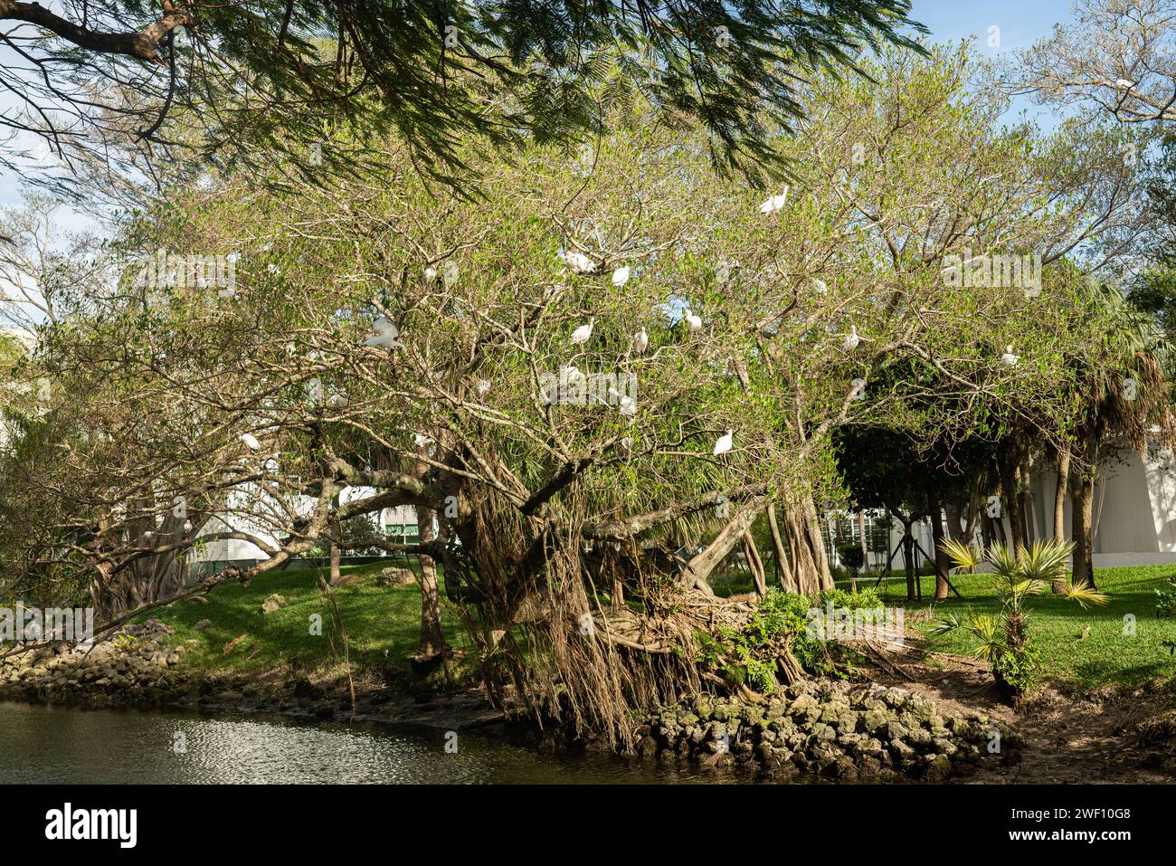 Park of Miami University in Miami, Florida: White American ibises. The ...