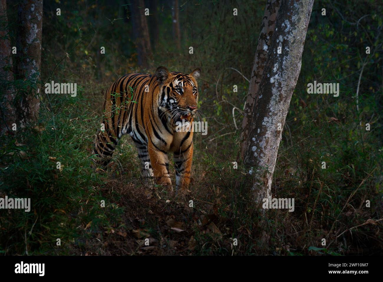 Bengal Tiger - Panthera tigris the biggest cat in wild in Indian jungle ...