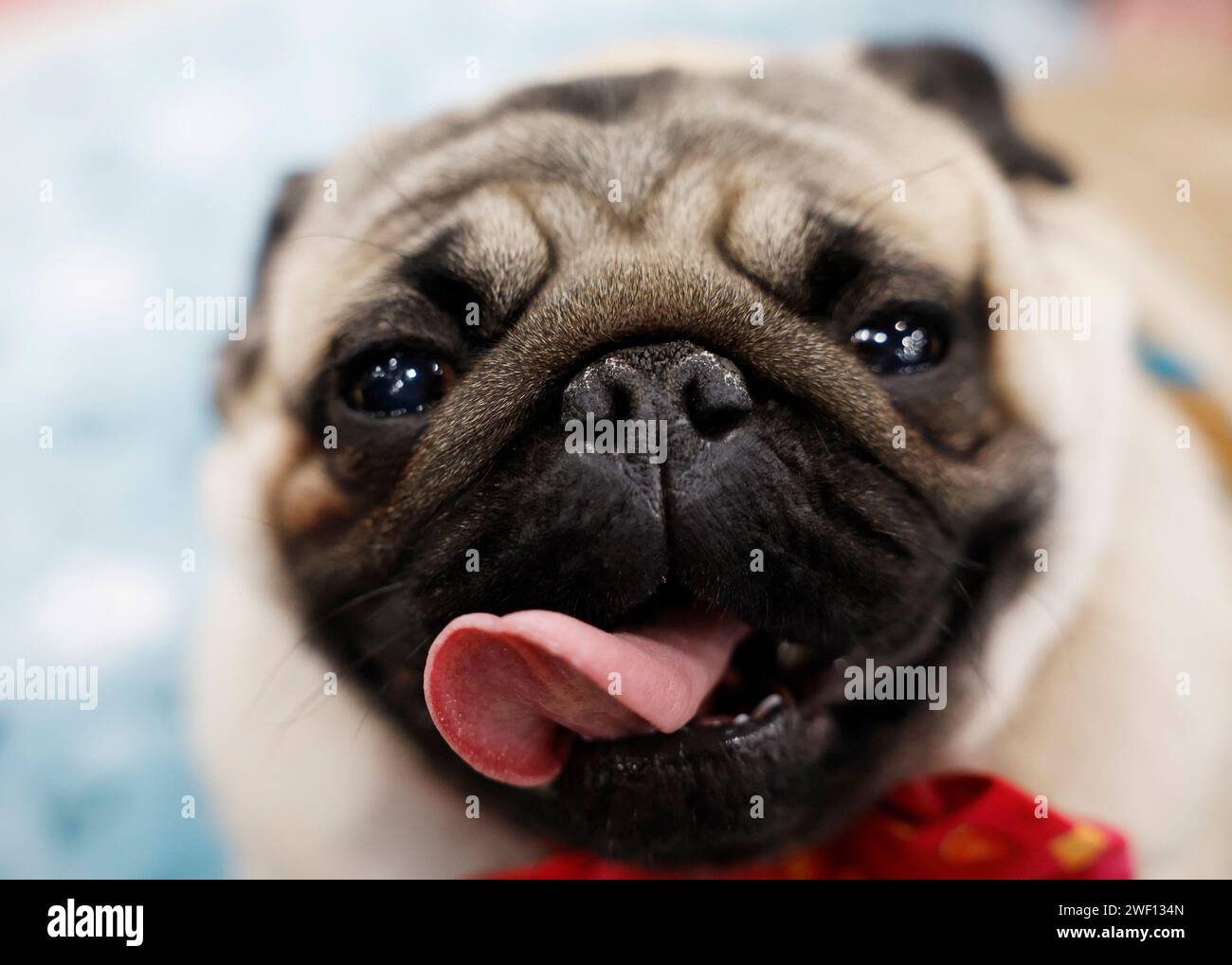 New York, United States. 27th Jan, 2024. A Pug is represented at the ...