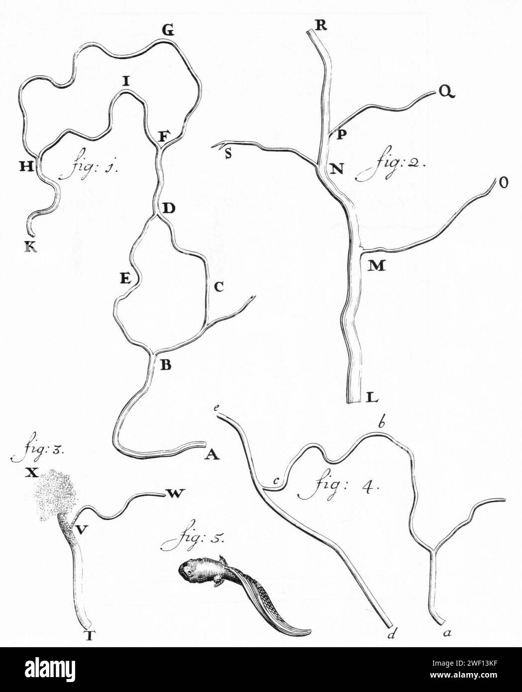 Antoni van Leeuwenhoek - Letter from 1699-09-25 capillaries from a ...