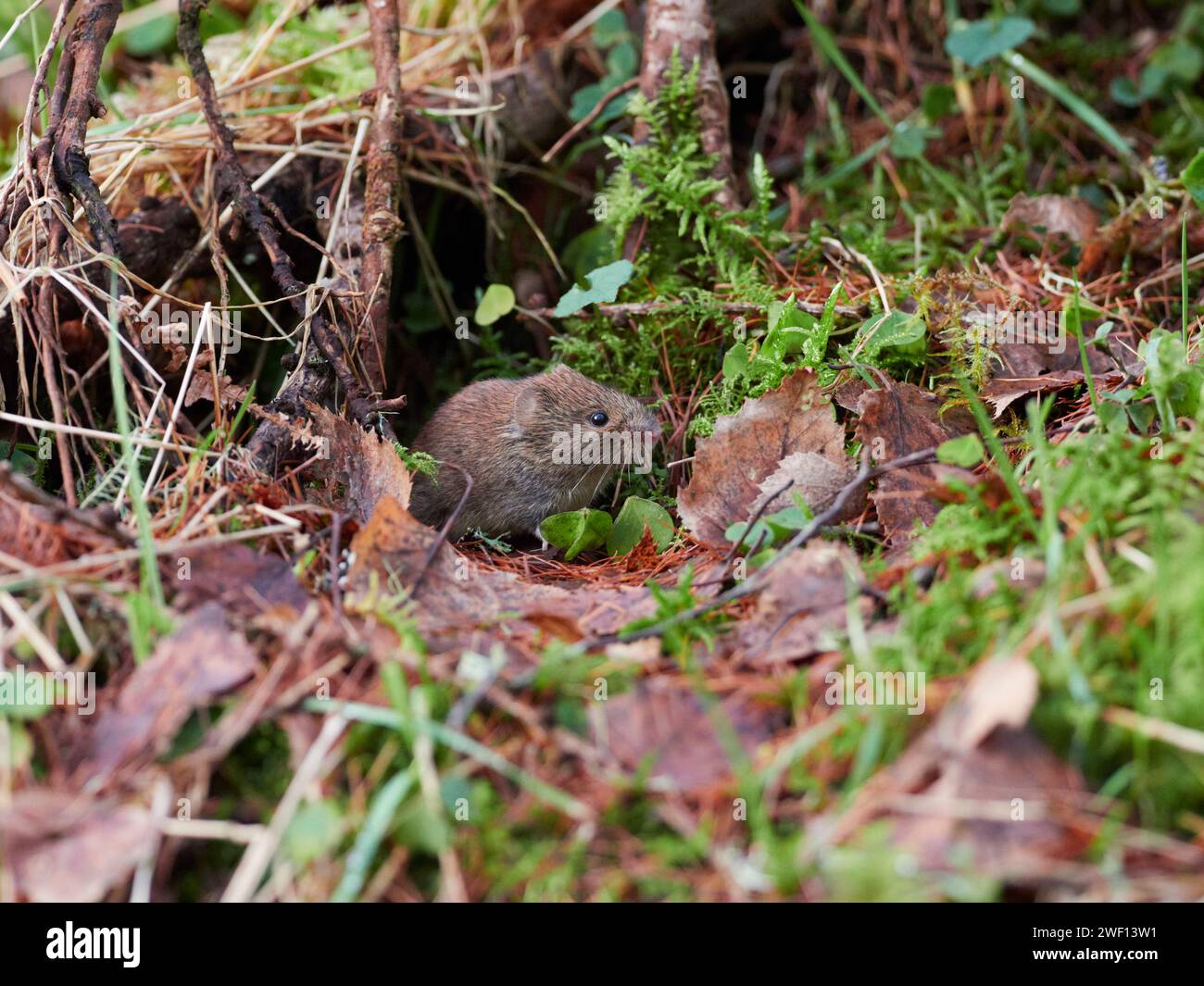 Bank voles scotland hi-res stock photography and images - Alamy