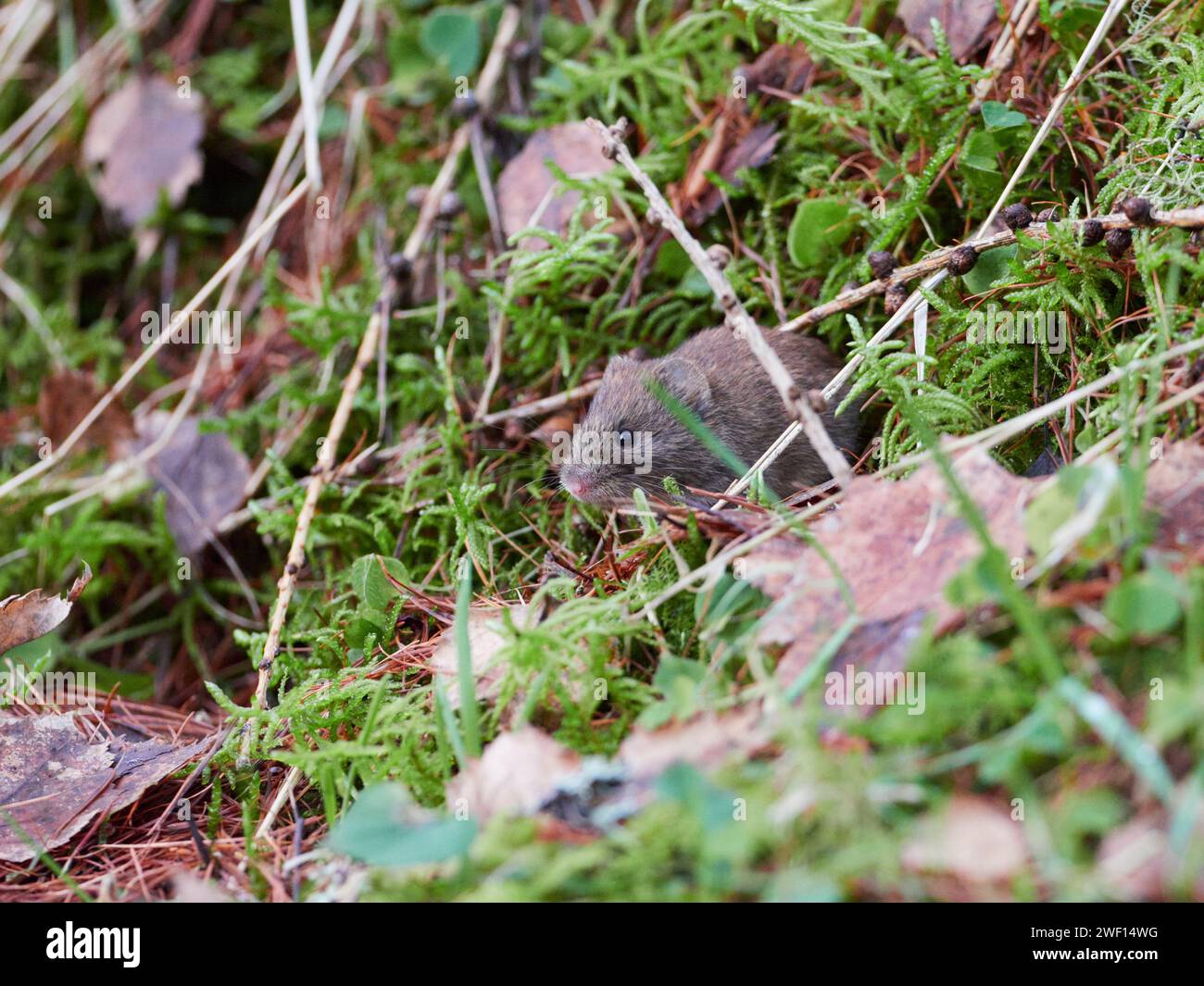 Bank vole (Myodes glareolus) in a forest in the Scottish Highlands ...