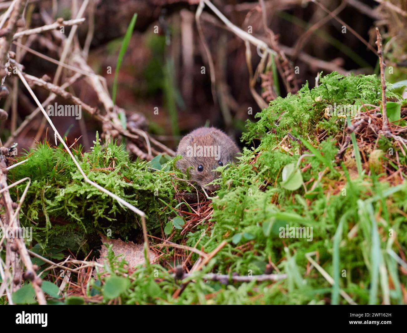 Bank voles scotland hi-res stock photography and images - Alamy