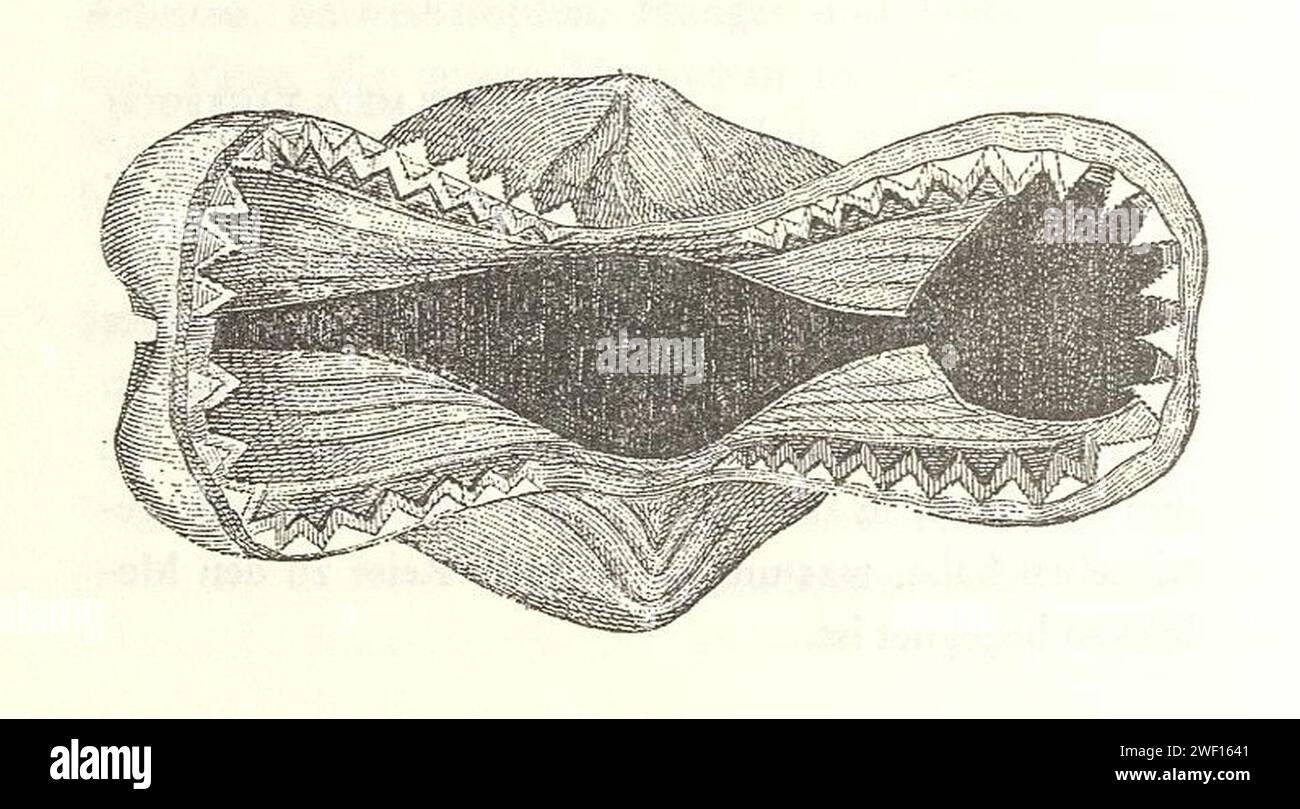 Antonio Pigafetta Haifisch Stock Photo - Alamy