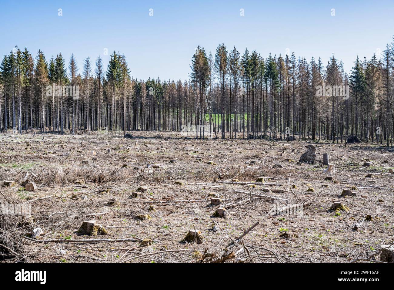 chopped Woodland dead forest pinetree plantation Germany replanted ...