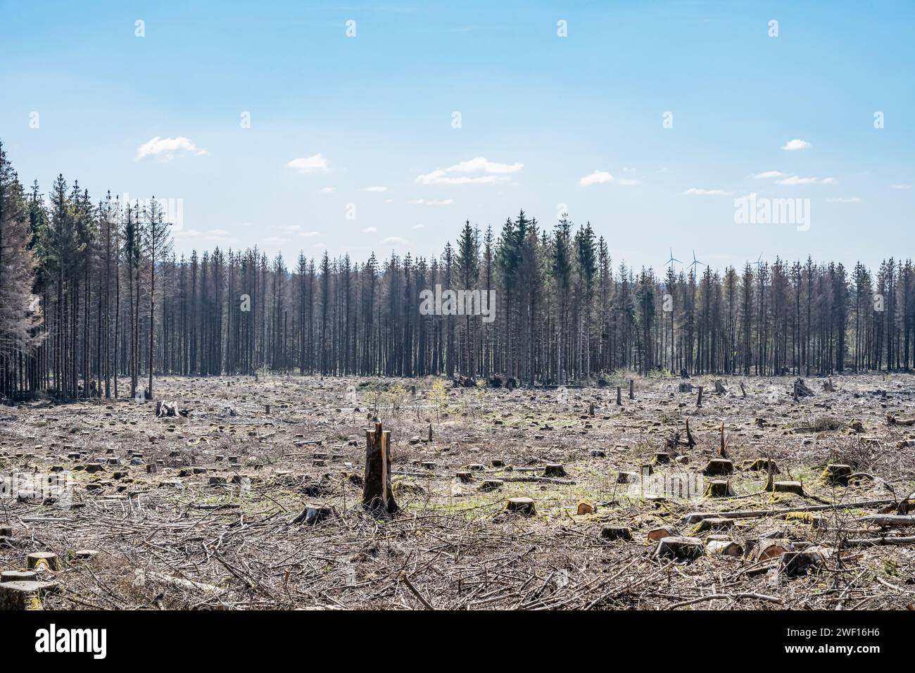 chopped Woodland dead forest pinetree plantation Germany replanted ...