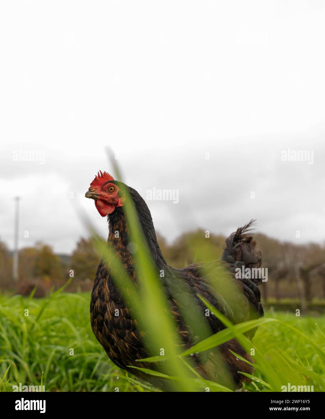 Chicken in the wild Stock Photo - Alamy