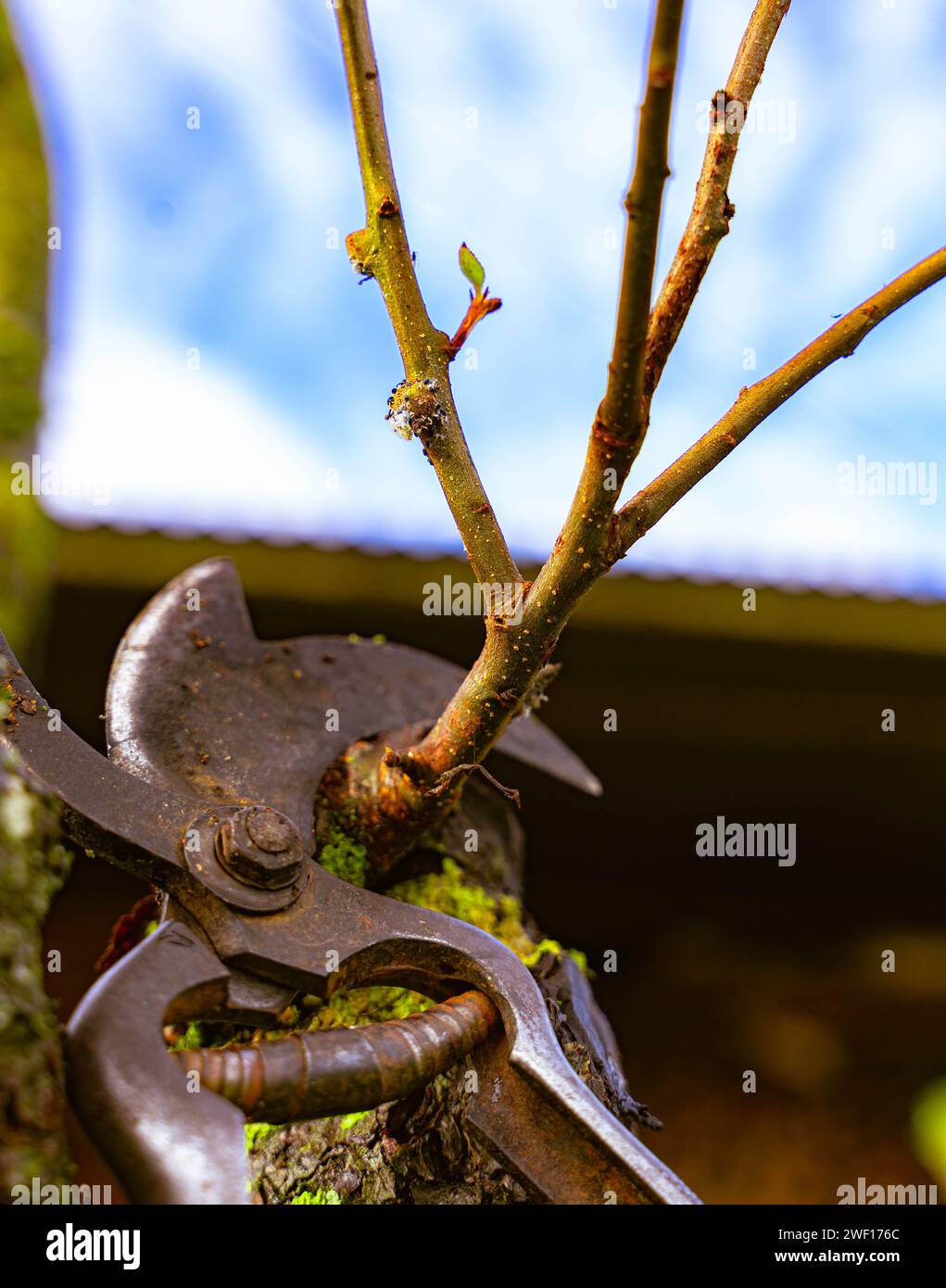 Pruning of fruit trees Stock Photo - Alamy