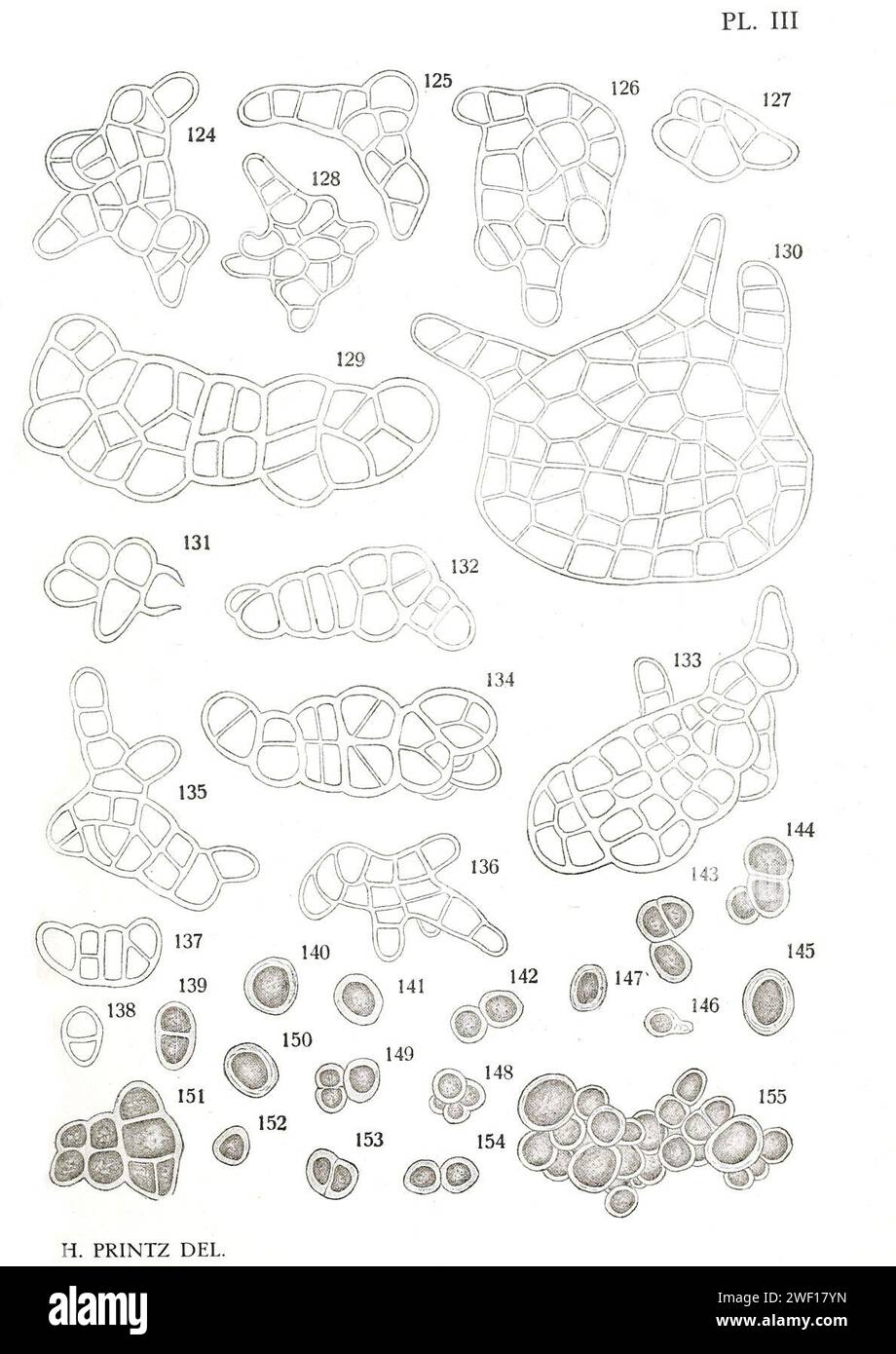 Apatococcus constipatus as Pleurastrum constipatum Stock Photo - Alamy