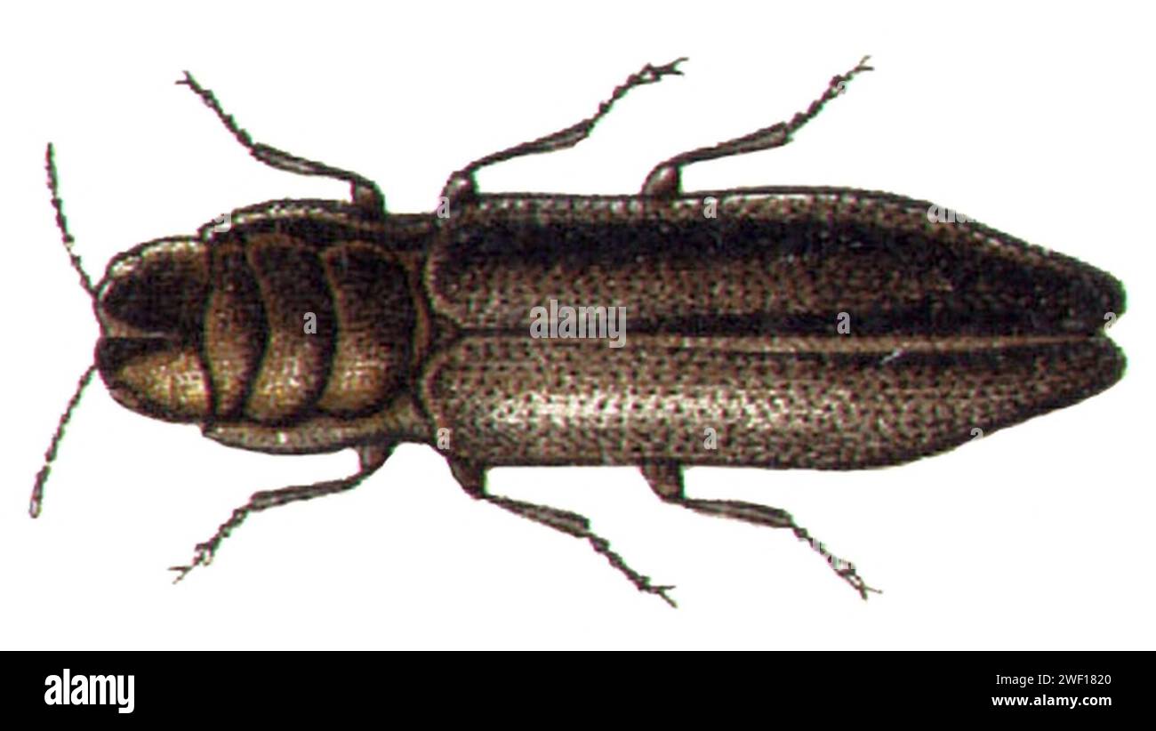 Emarginatus hi-res stock photography and images - Alamy