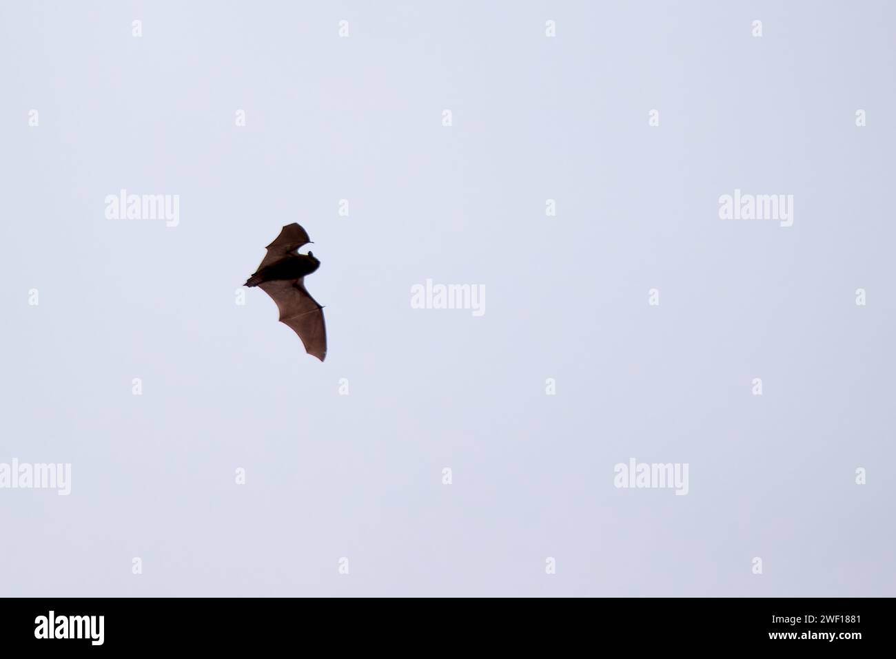 Bat in flight during the day time above the forest Stock Photo - Alamy