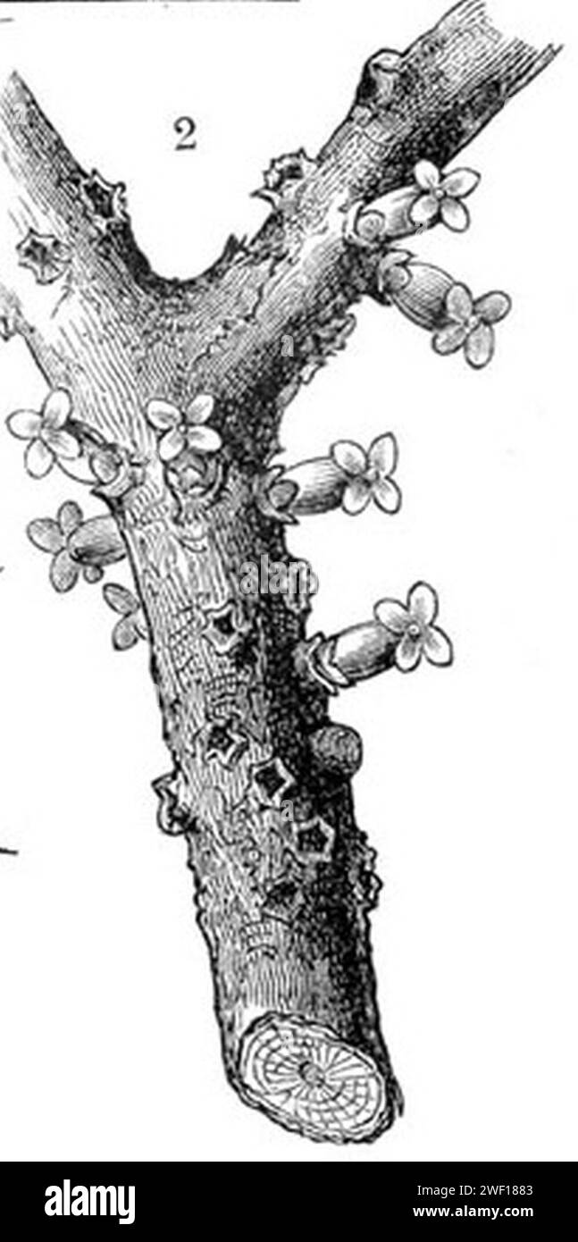 Apodanthaceae hi-res stock photography and images - Alamy