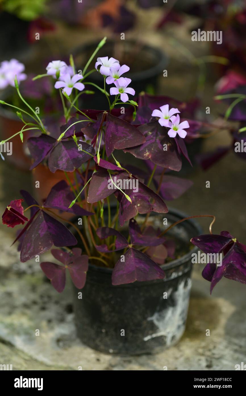 Oxalis triangularis green hi-res stock photography and images - Alamy