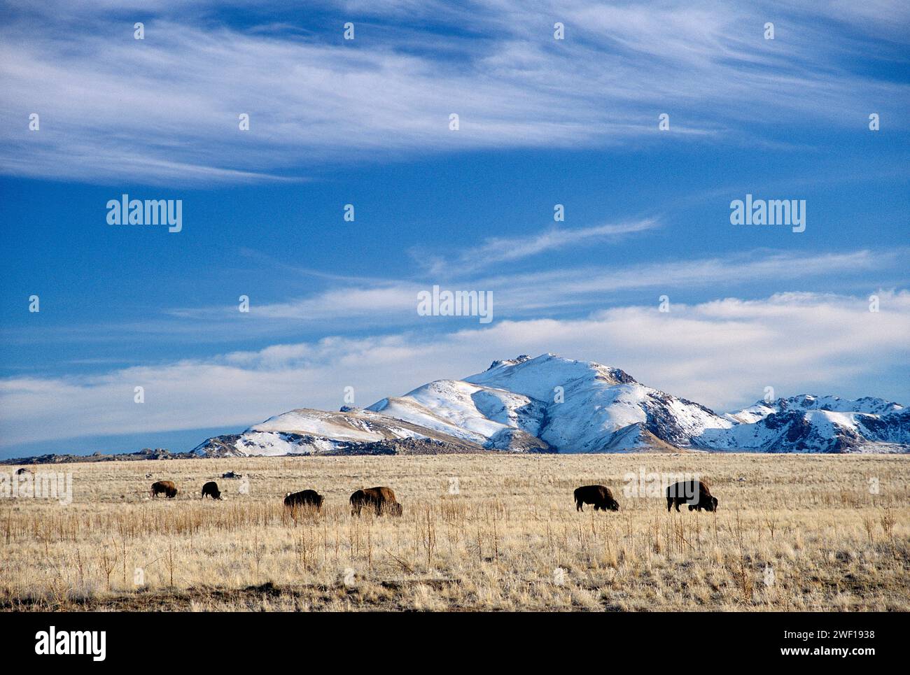 Free-ranging bison; Antelope Island State Park; Great Salt Lake; Utah ...