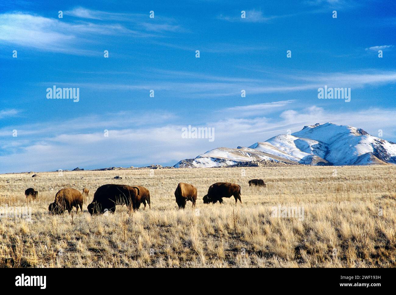 Free-ranging bison; Antelope Island State Park; Great Salt Lake; Utah ...