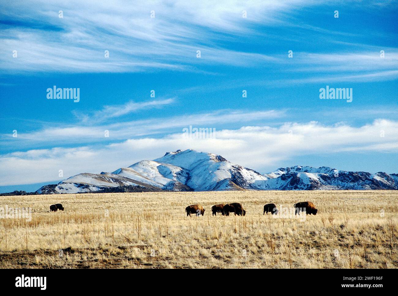 Free-ranging bison; Antelope Island State Park; Great Salt Lake; Utah ...
