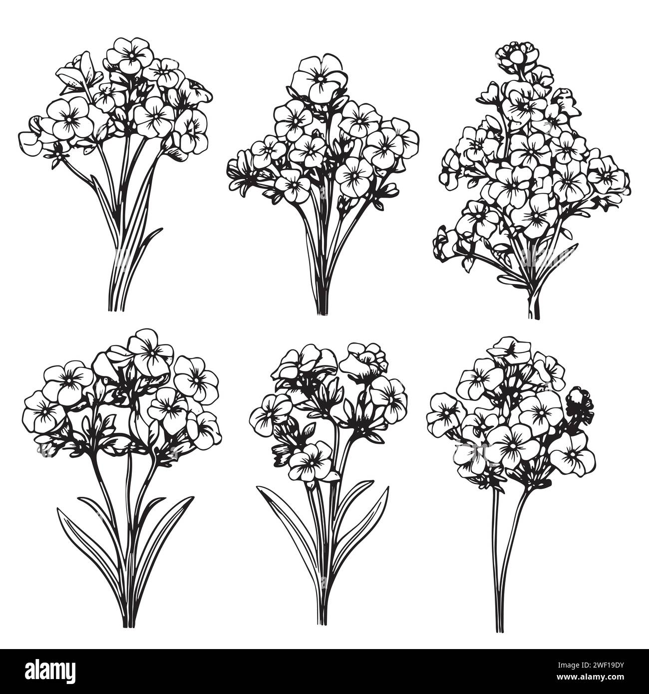 Forget-me-not flowers vector illustration isolated on white background ...