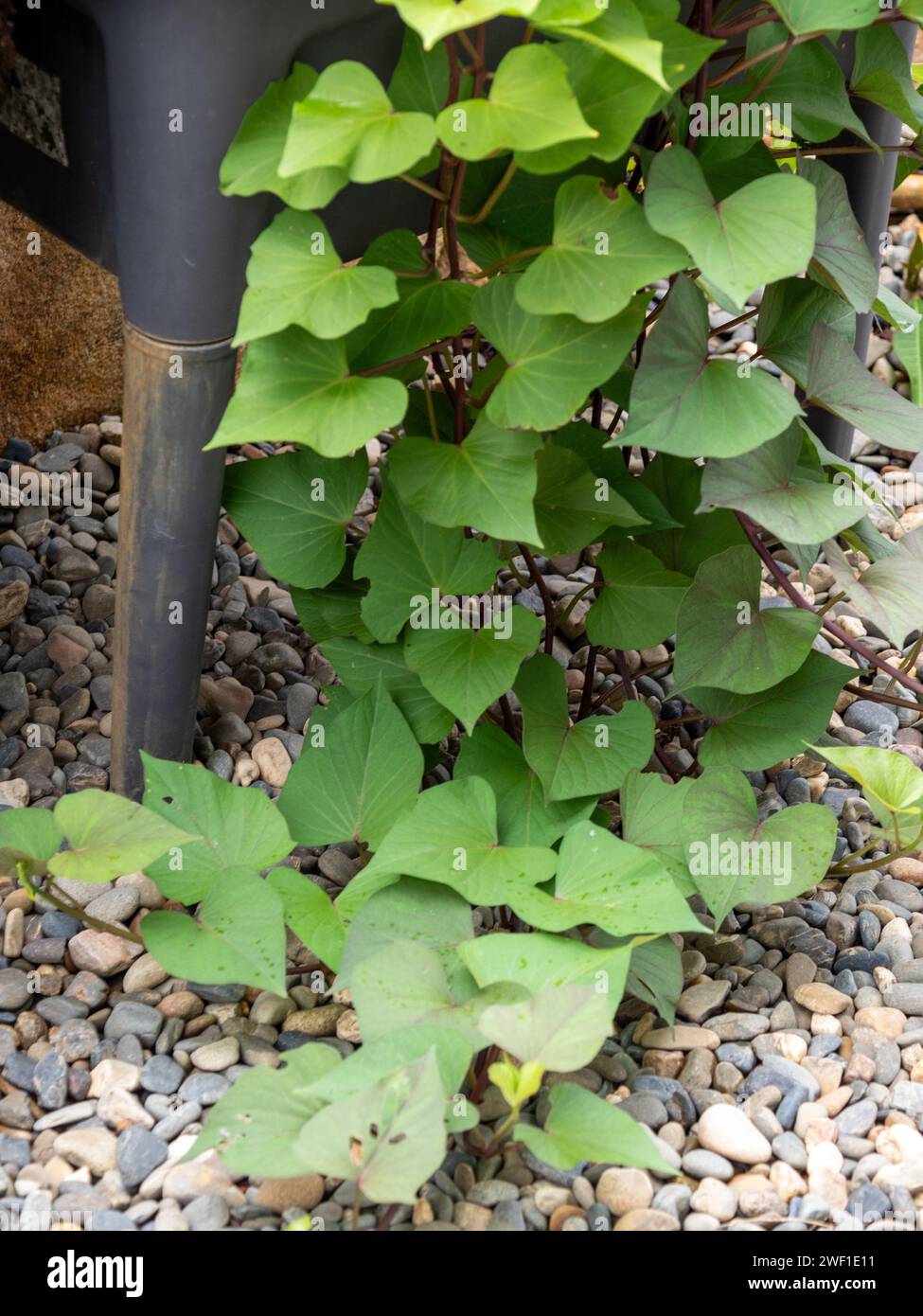 Sweet Potato vines with green leaves trailing from the pot, growing in ...