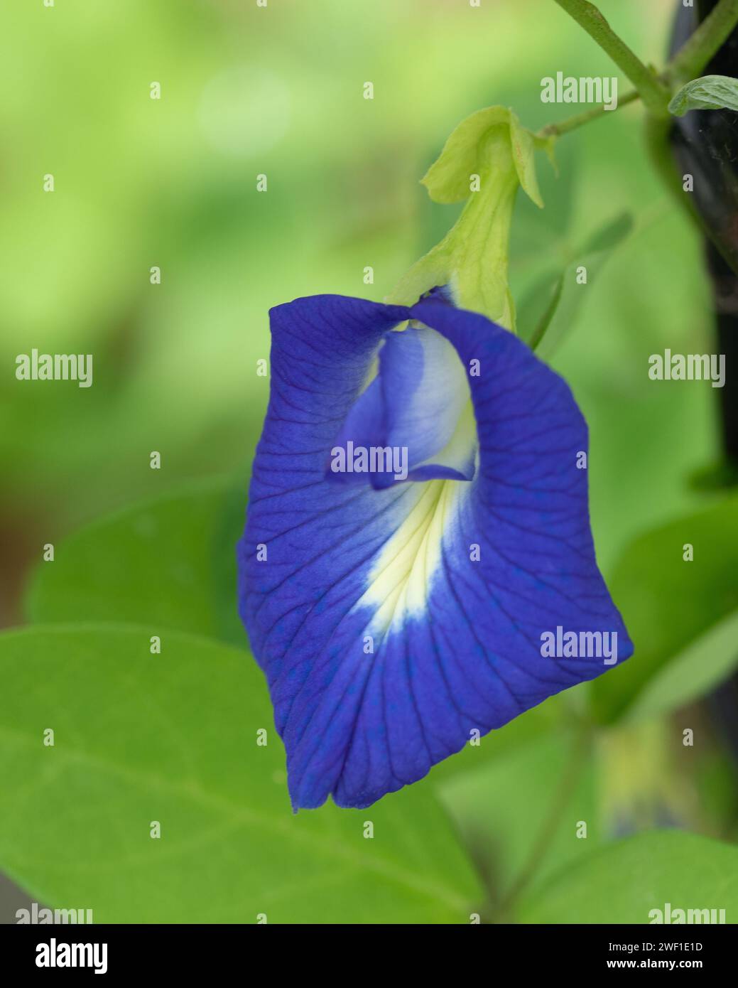 Blue Butterfly Pea flower (Clitoria ternatea), green leaves, Australian ...