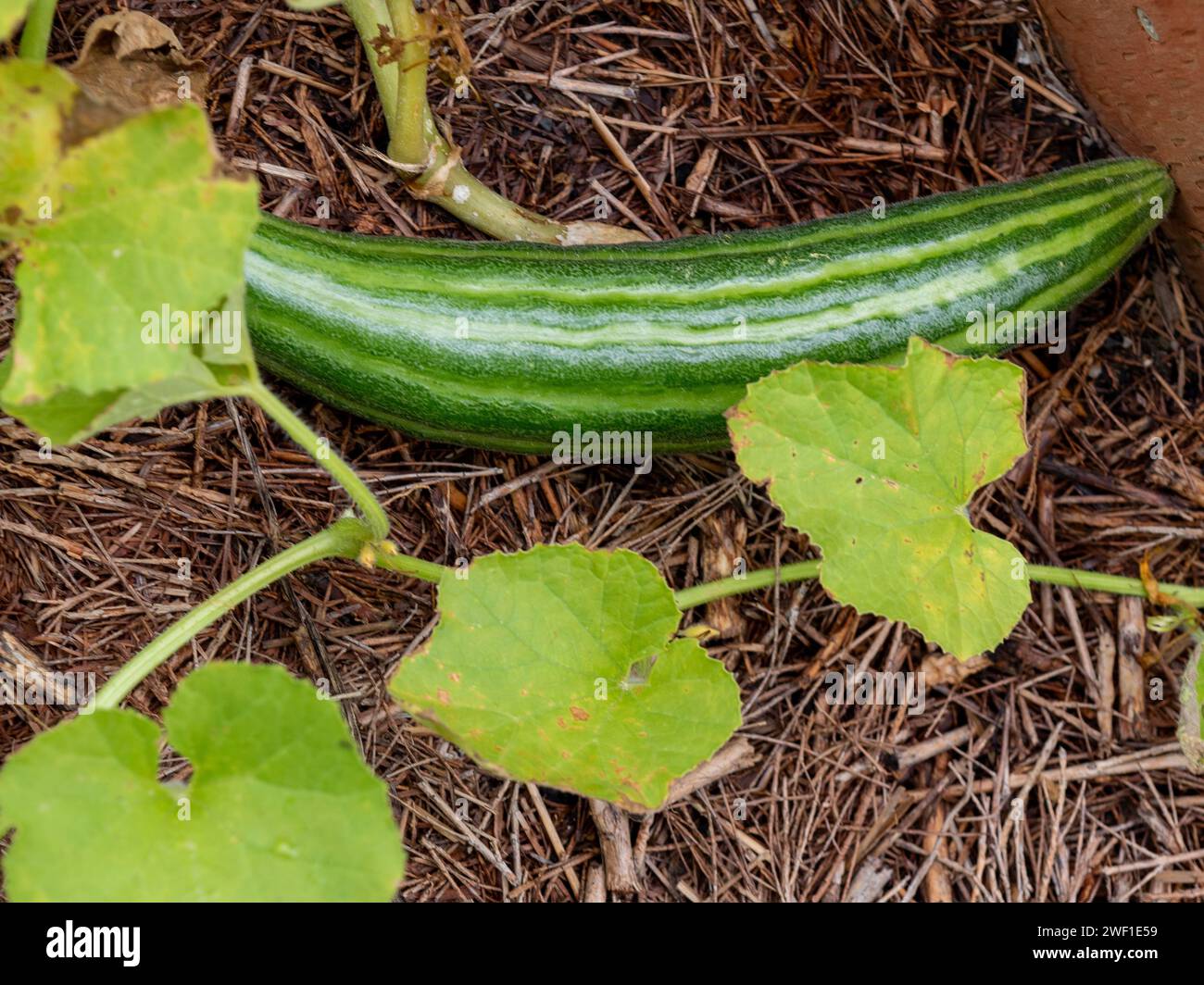 Heirloom green striped cucumber growing in an Australian vegetable ...