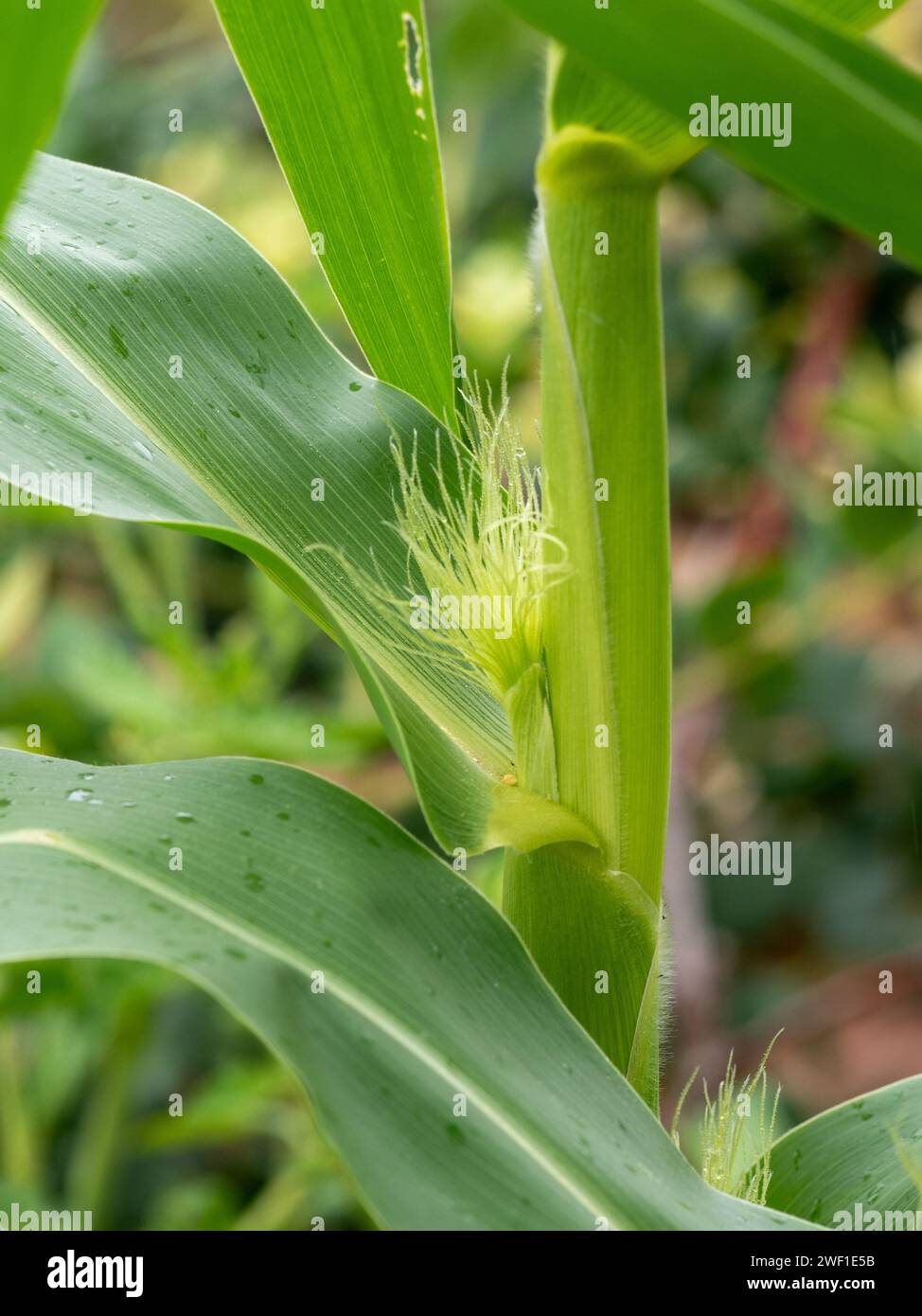 Corn Silk or Stigma, the female flower part of a Corn Plant that needs ...