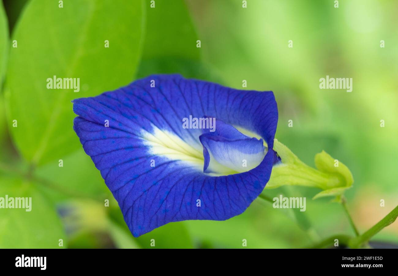 Blue Butterfly Pea flower (Clitoria ternatea), green leaves, Australian ...