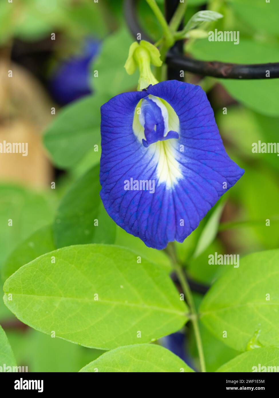 Blue Butterfly Pea flower (Clitoria ternatea), green leaves, Australian ...
