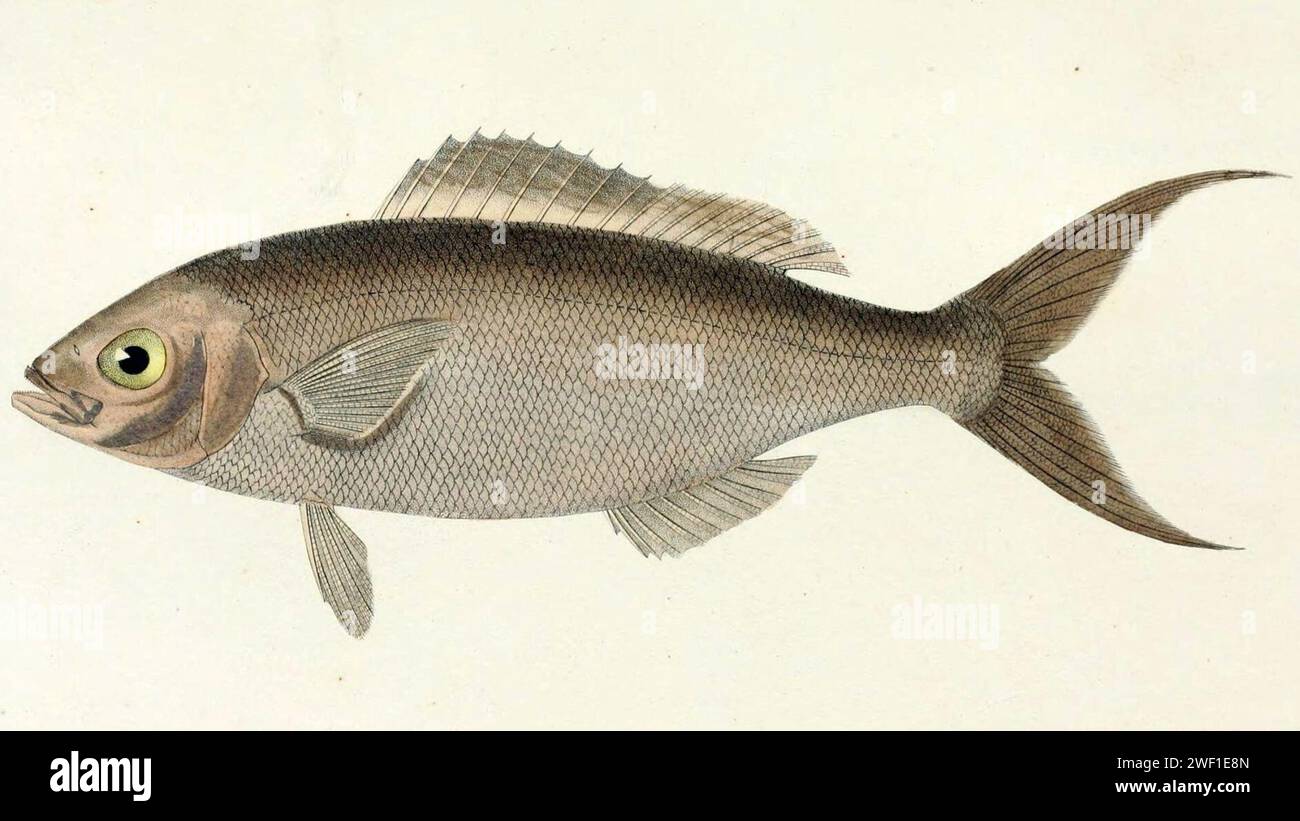 Apsilus fuscus Histoire naturelle des poissons (10438563355 Stock Photo ...