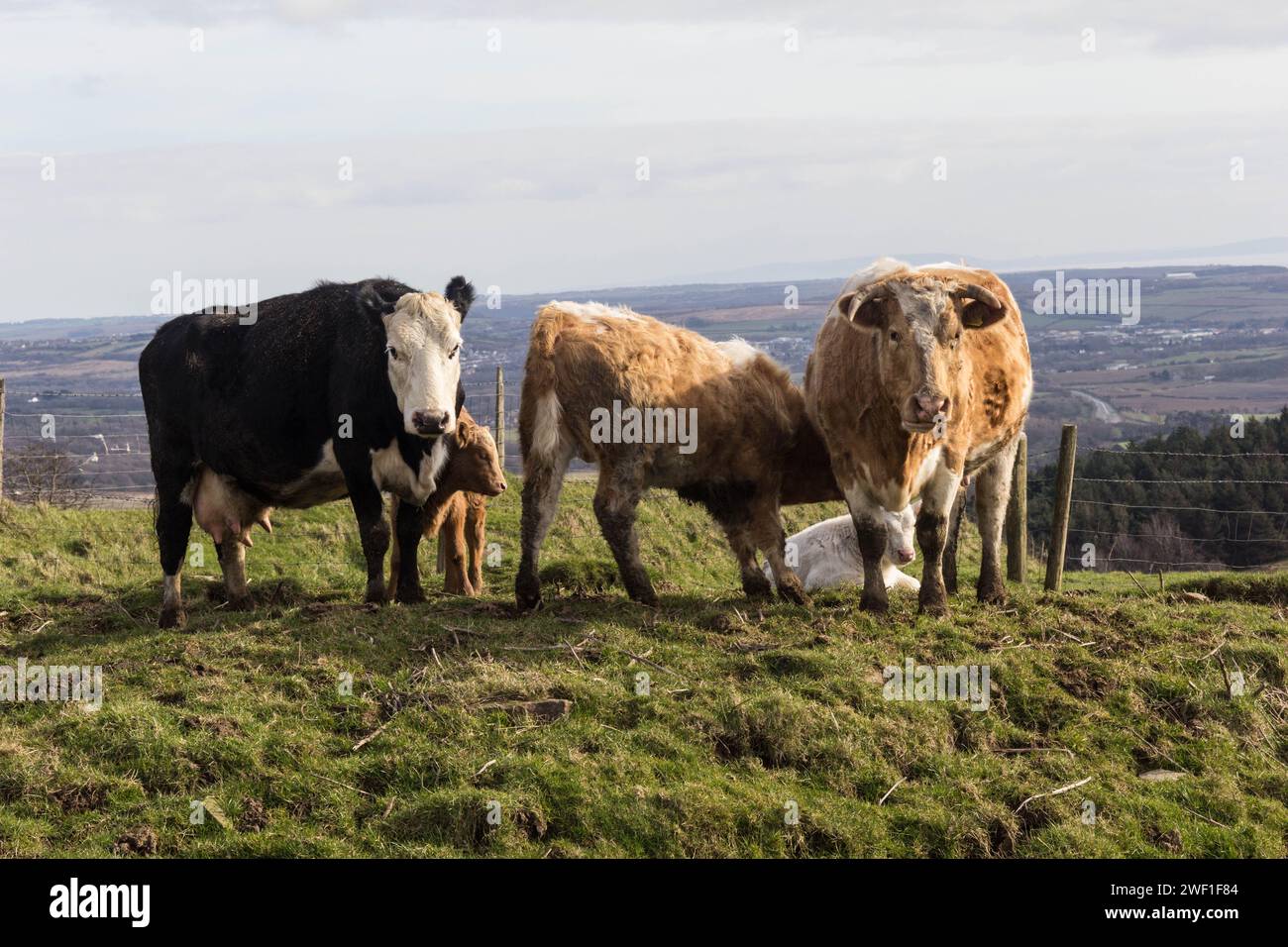Welsh cows hi-res stock photography and images - Alamy
