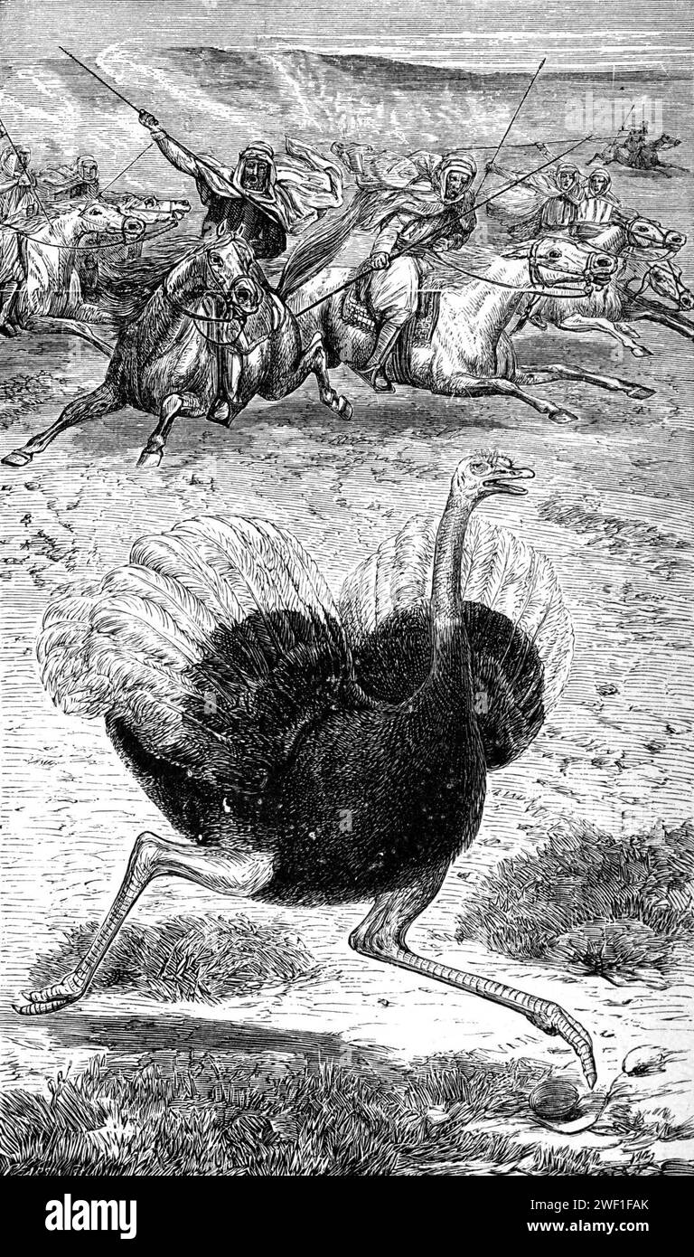 Ostrich hunt hi-res stock photography and images - Alamy