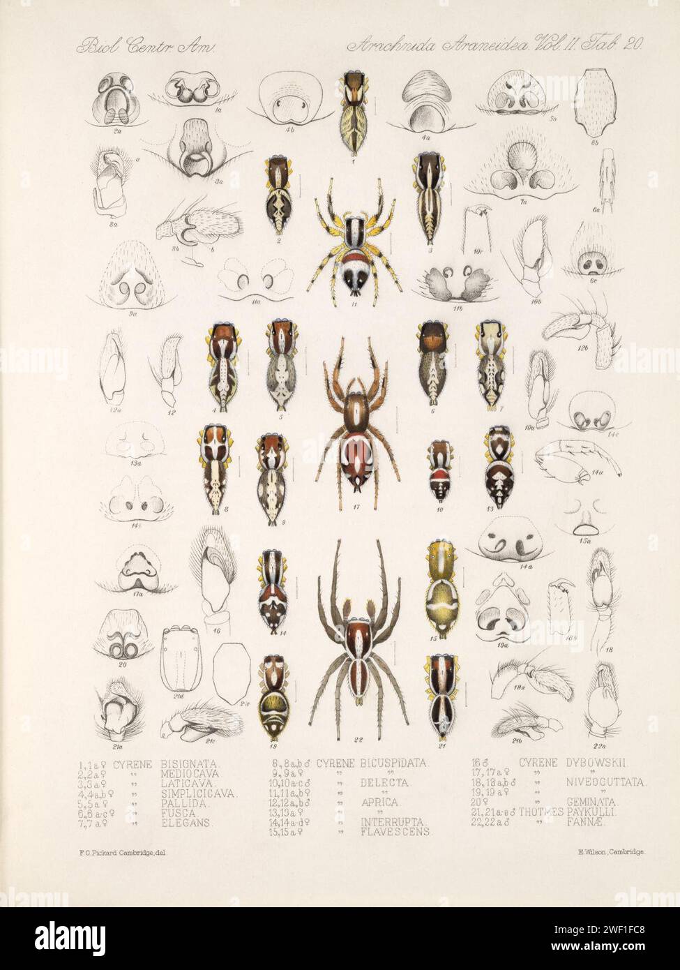Arachnida Araneidea Vol 2 Table 20 high-res Stock Photo - Alamy