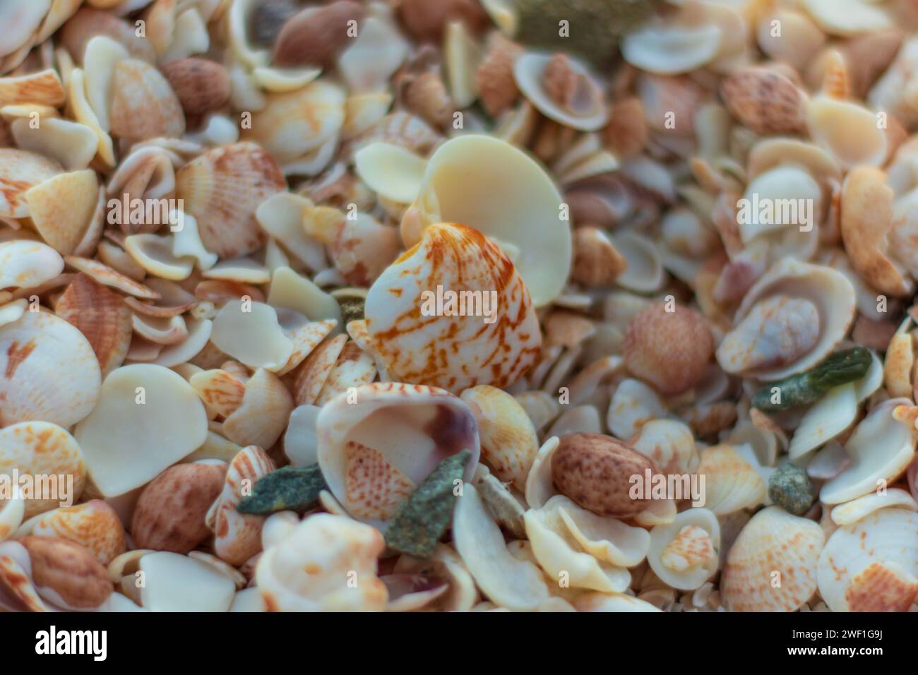 Close-up photo of a lot of shells at the beach in Saint Barthélemy (St ...