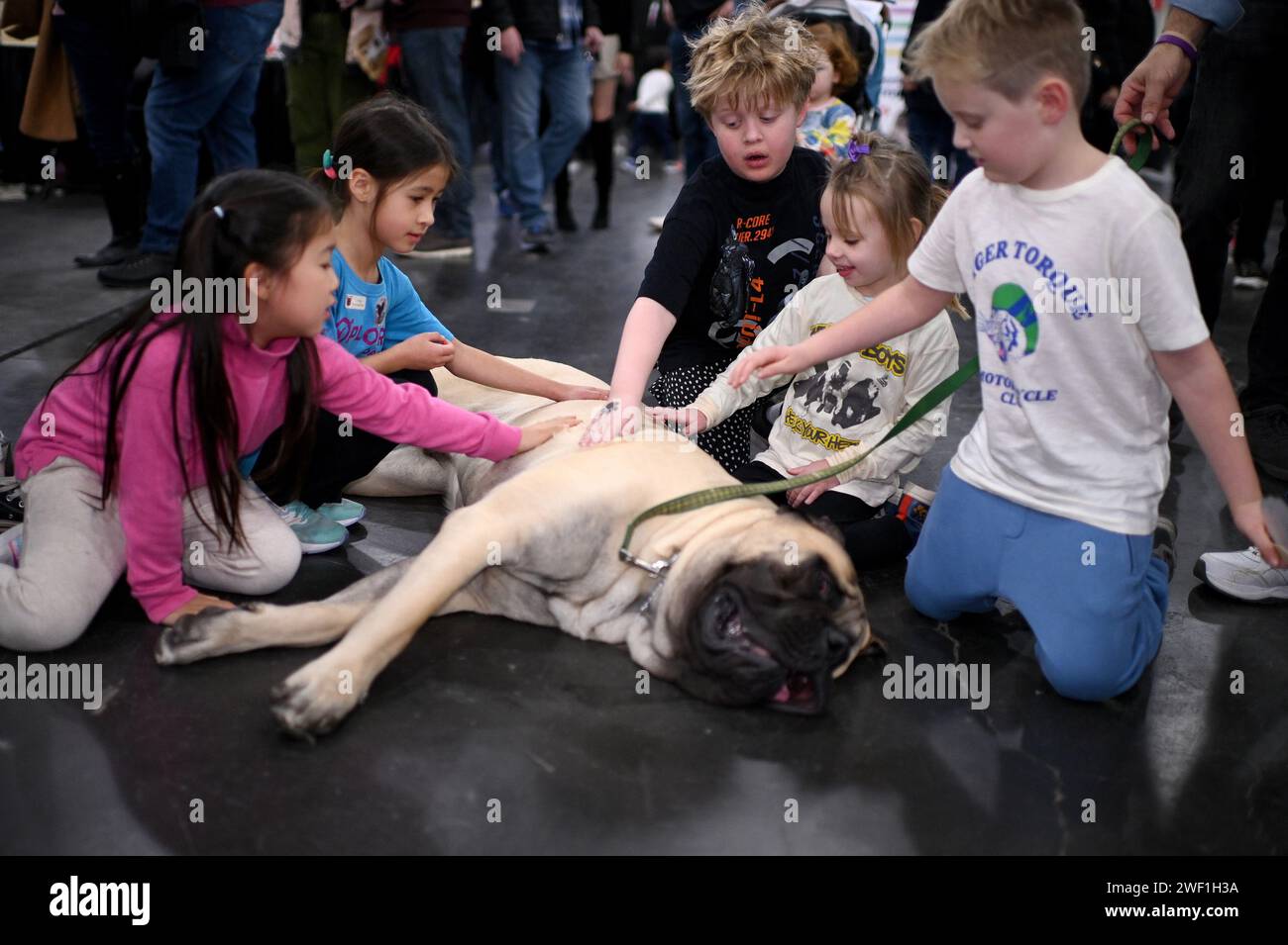 New York, USA. 27th Jan, 2024. Kids pet a 140lbs puppy Mastiff presented during the AKC 'Meet ...