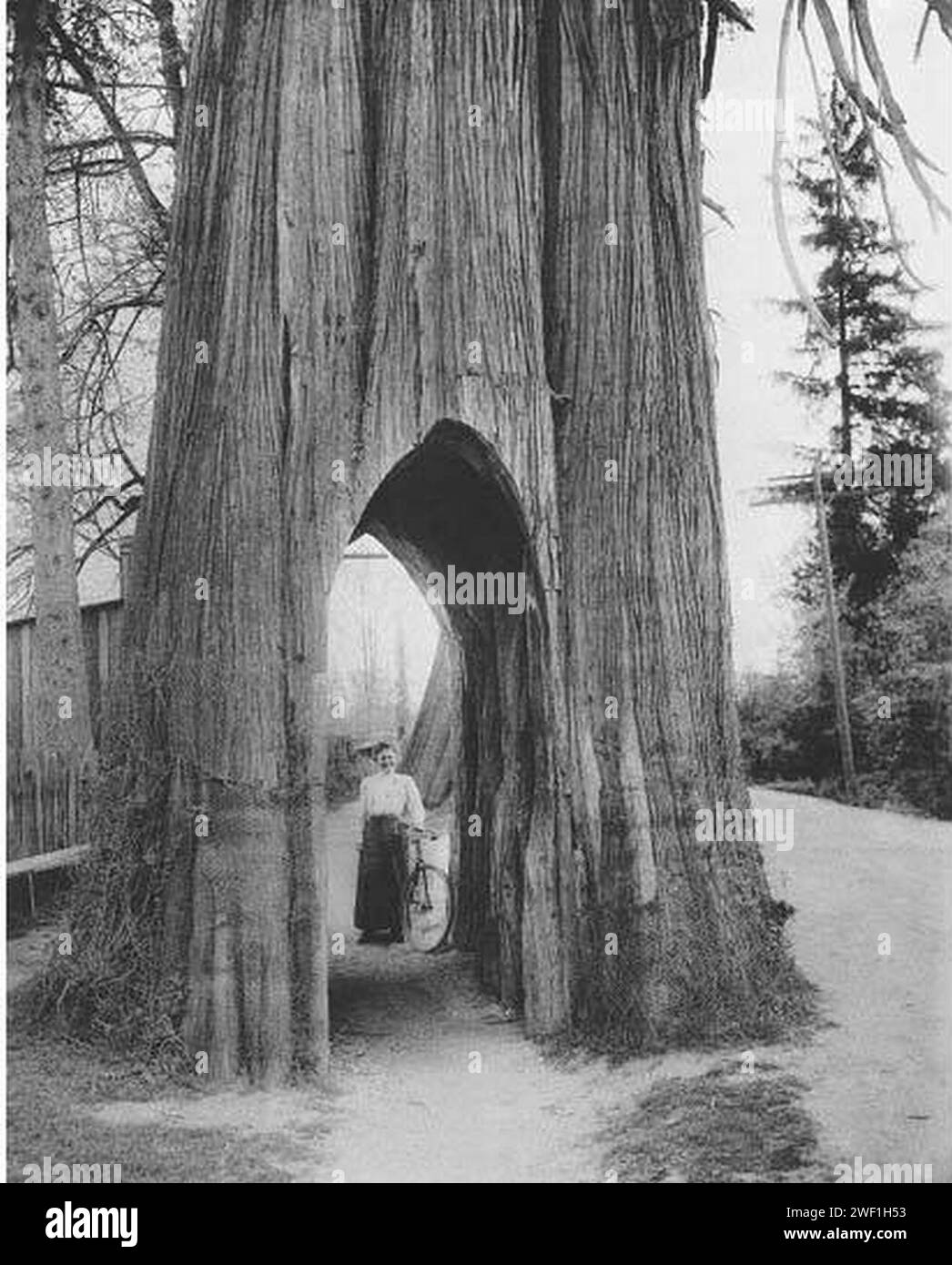 Arch cut through redcedar tree known as the ''Bicycle Tree'', Snohomish ...