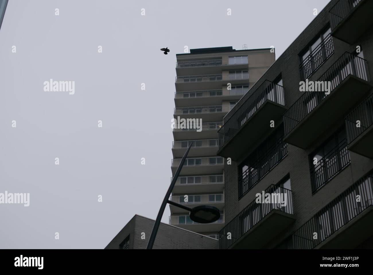 Brussels, Belgium. 26nd Jan, 2024. Bird in flight. Against the ...