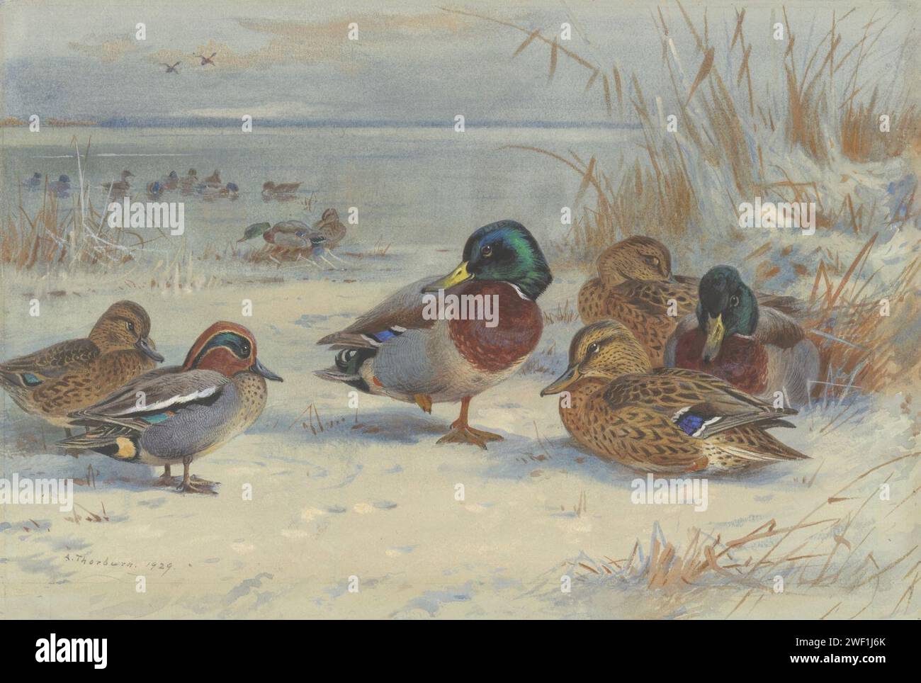 Archibald thorburn mallard hi-res stock photography and images - Alamy