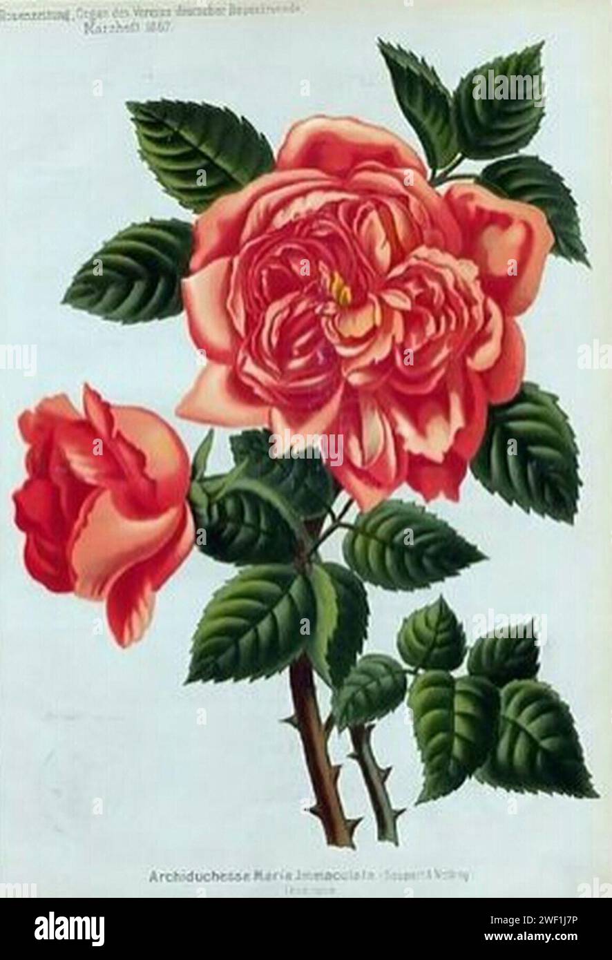 Archiduchesse Maria Immaculata Stock Photo - Alamy