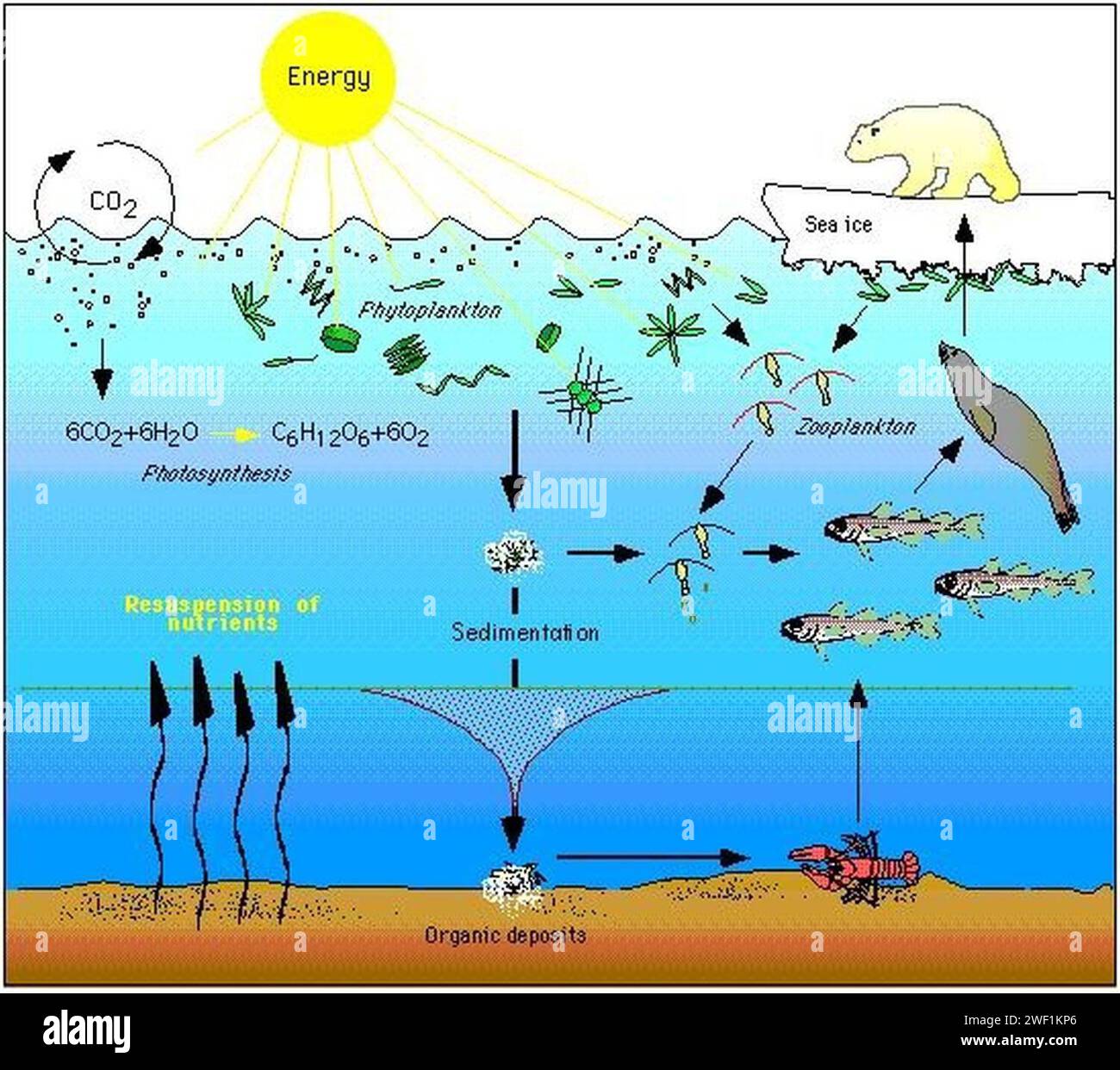 Arctic marine food web 2 Stock Photo - Alamy