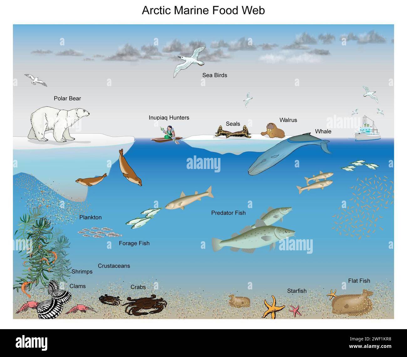Arctic marine food web hi-res stock photography and images - Alamy