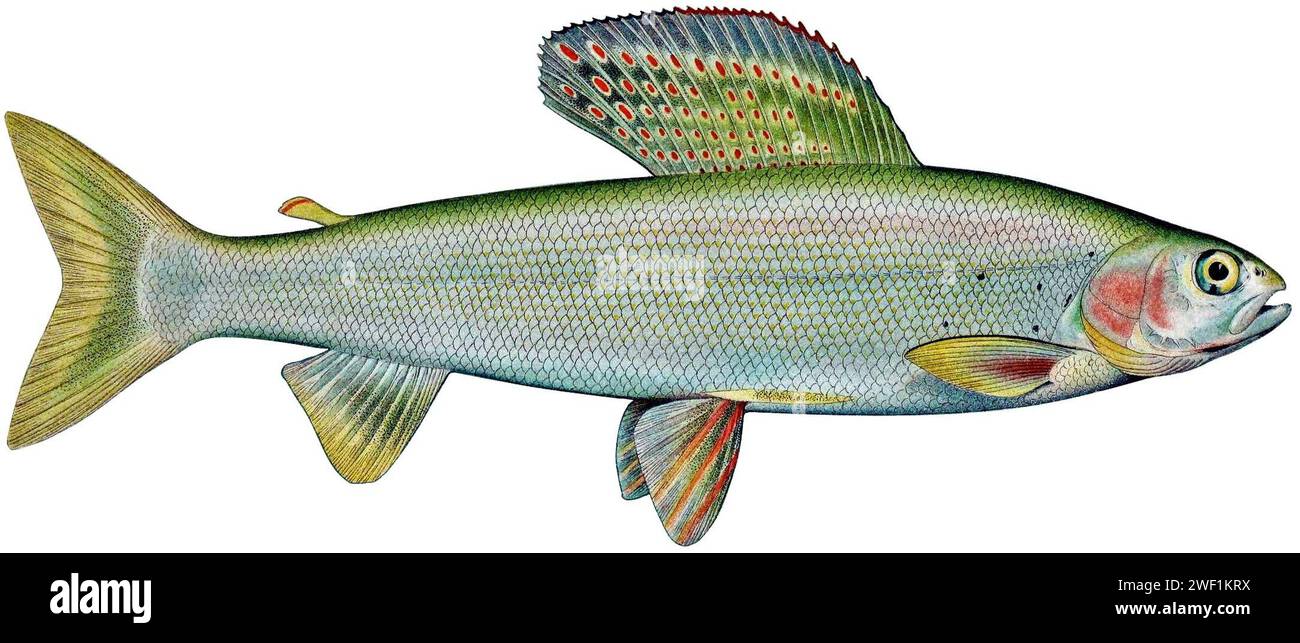 Thymallus thymallus grayling Cut Out Stock Images & Pictures - Alamy