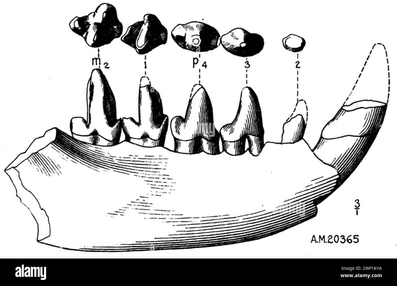 Lower jaw Black and White Stock Photos & Images - Alamy