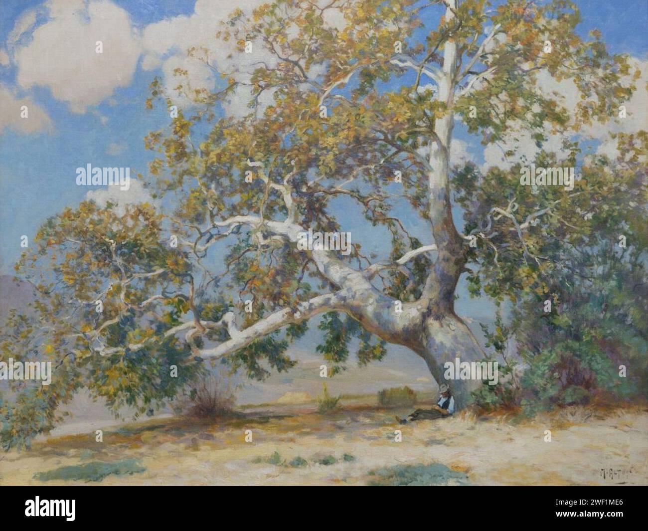 California Sycamore by Mathias Joseph Alten, c. 1929 Stock Photo - Alamy