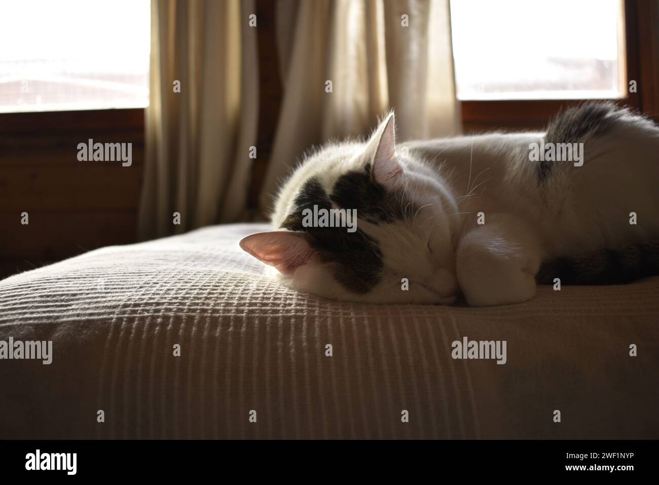 Sleepy animals hi-res stock photography and images - Alamy